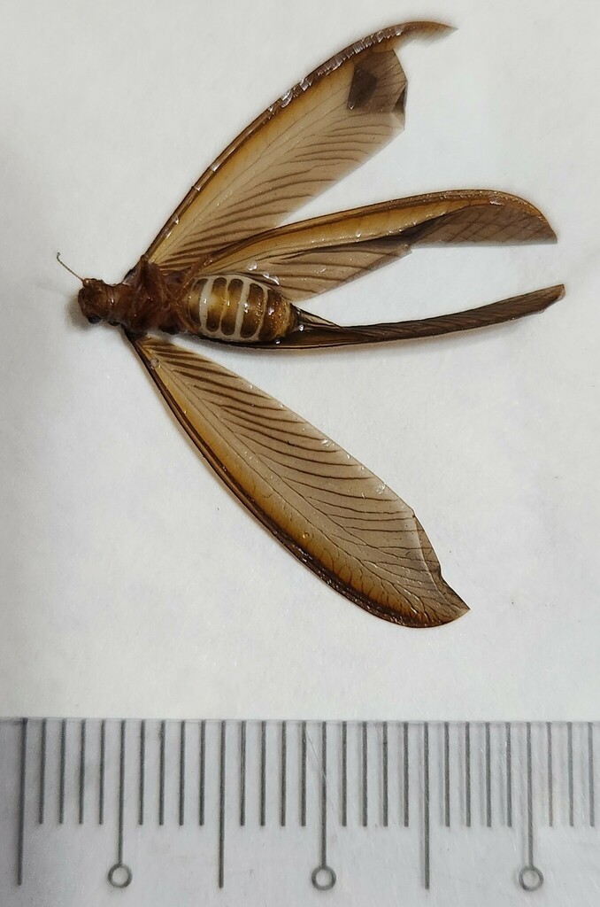 Black-winged Subterranean Termite from 台灣臺北 on May 30, 2024 at 11:38 AM ...