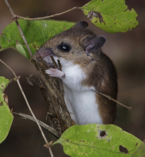 White Footed Mouse