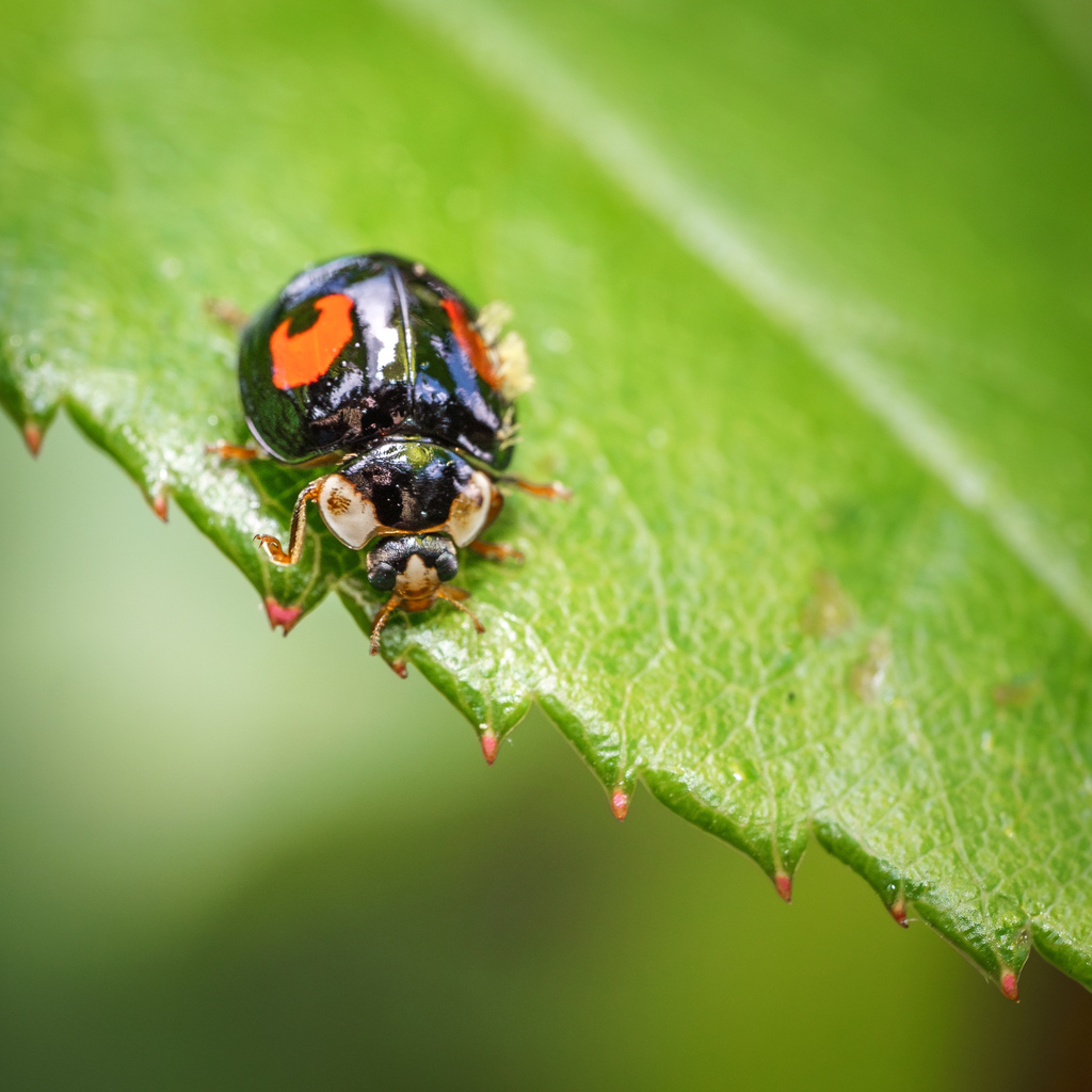 Asian Lady Beetle from Phinney Ridge, Seattle, WA, USA on May 29, 2024 ...