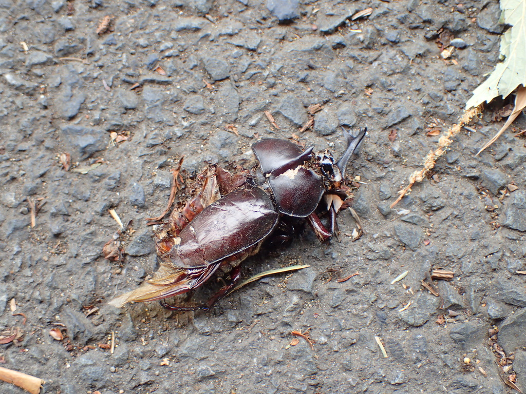 Trypoxylus dichotomus septentrionalis in May 2024 by renshuchu ...