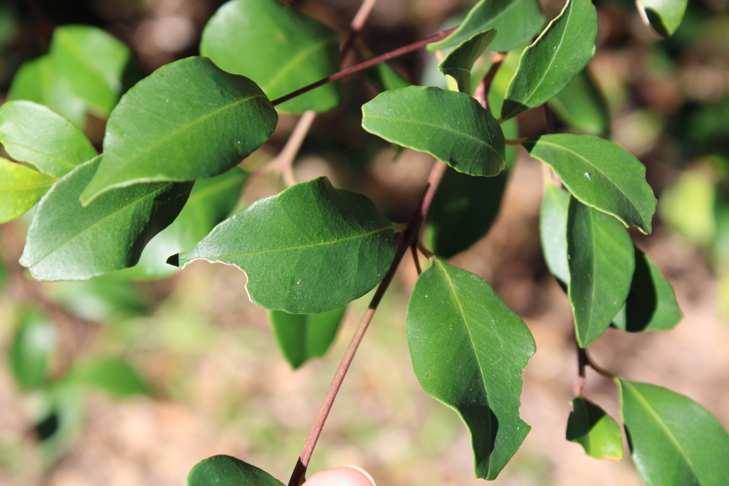 Waterberries from Beach Road NSW 2428, Australia on May 30, 2024 at 12: ...
