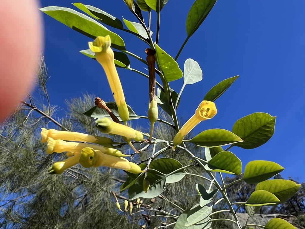 tree tobacco from Goulburn River, Merriwa, NSW, AU on May 23, 2024 at ...