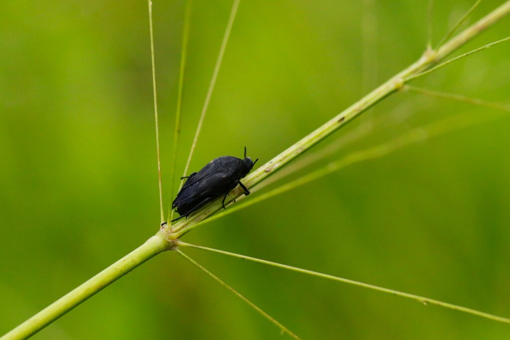 Something from Netherdale QLD 4756, Australia on May 30, 2024 at 11:29 ...