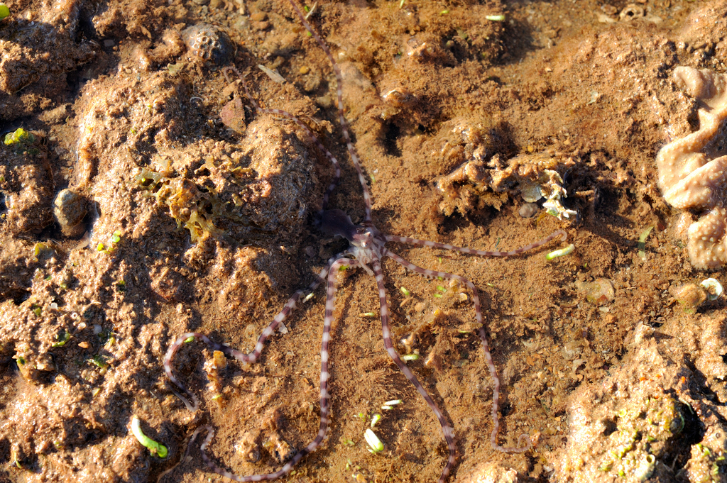 Banded Stringarm Octopus from Port Hedland on April 2, 2021 at 07:40 AM ...
