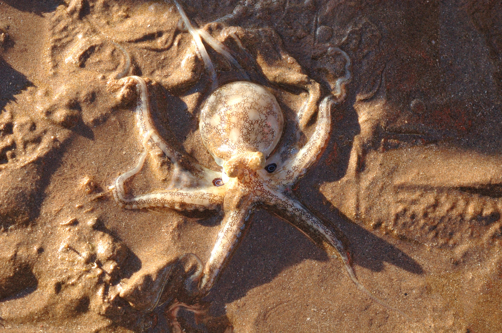 Ocellate Octopuses from Port Hedland on June 16, 2015 at 04:46 PM by ...