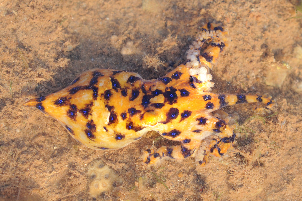 Blue-ringed Octopuses from Port Hedland on August 11, 2021 at 07:34 AM ...