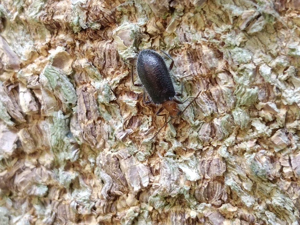 Cerogria anisocera from 中国 云南省西双版纳傣族自治州勐腊县 勐仑镇G8511昆磨高速 on May 30, 2024 ...