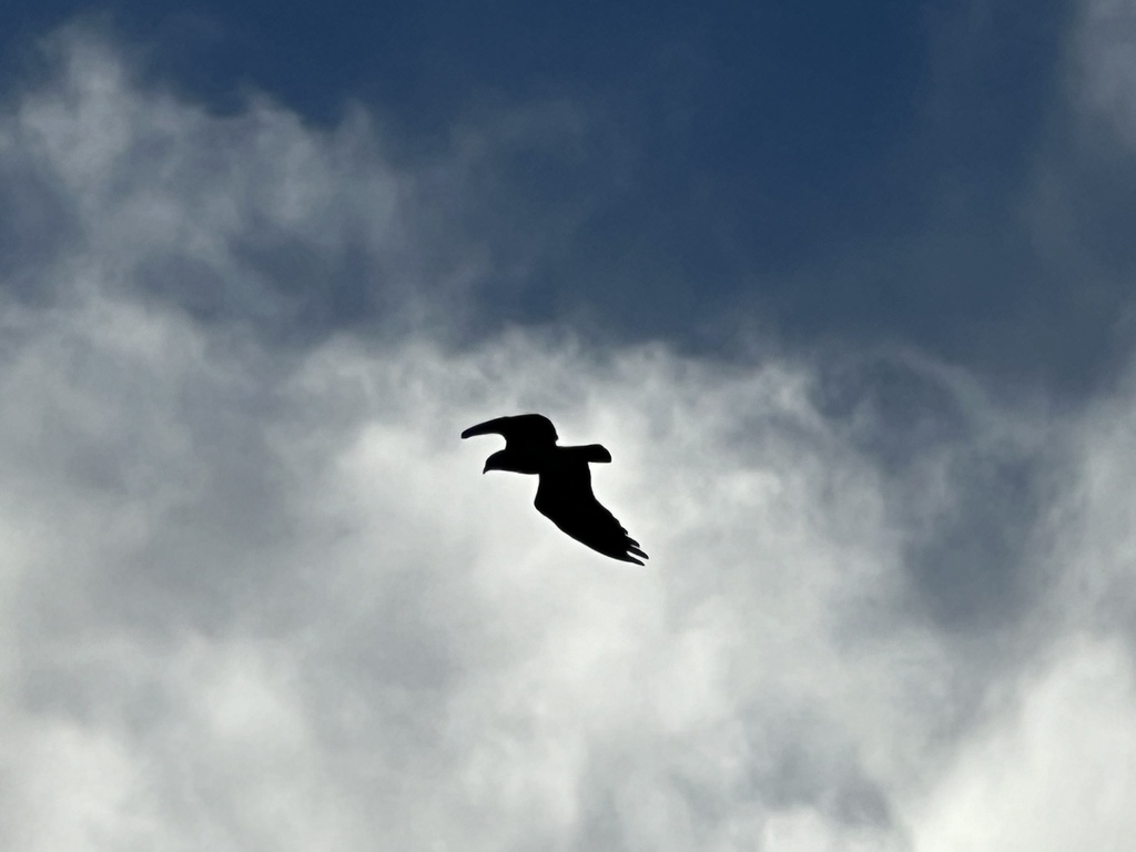 Osprey in May 2024 by Andrew Douch · iNaturalist