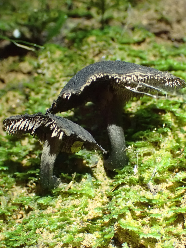 Sarcodon in May 2024 by Michelle Colpus · iNaturalist