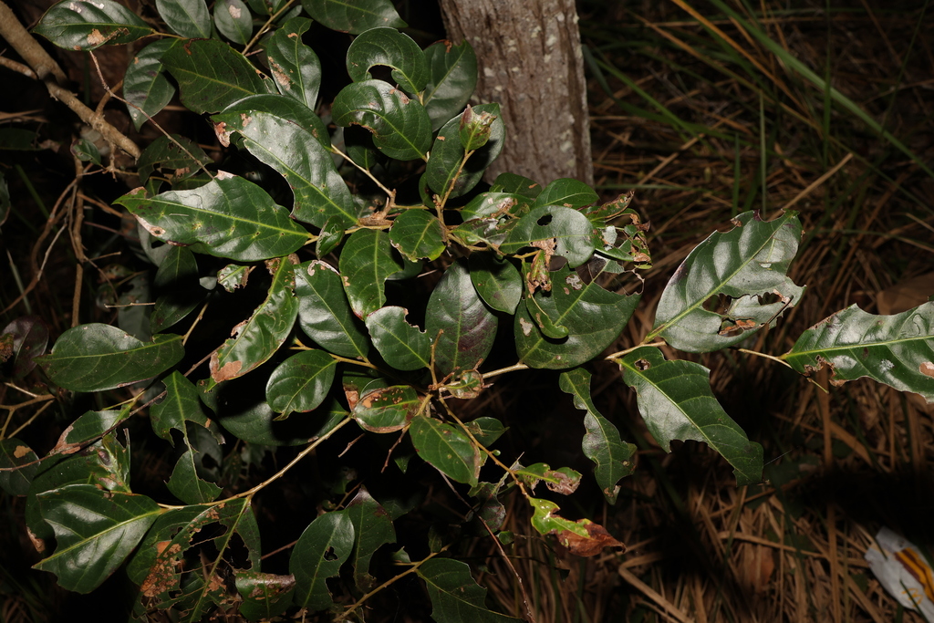Cheese Tree from Brisbane QLD, Australia on May 29, 2024 at 07:15 PM by ...