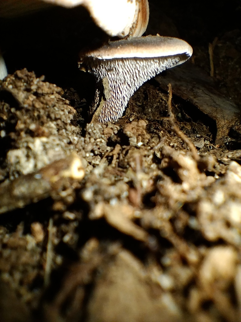 Sarcodon from Sydney NSW, Australia on May 22, 2024 at 01:34 PM by ...