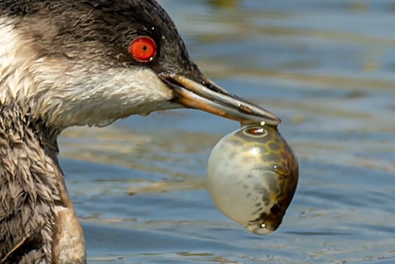 Fang's Puffer from Kriangkrai, Mueang Nakhon Sawan District, Nakhon ...