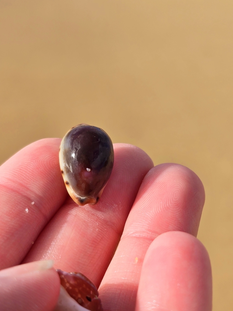 yellow-toothed cowrie from Buddina QLD 4575, Australia on May 30, 2024 ...