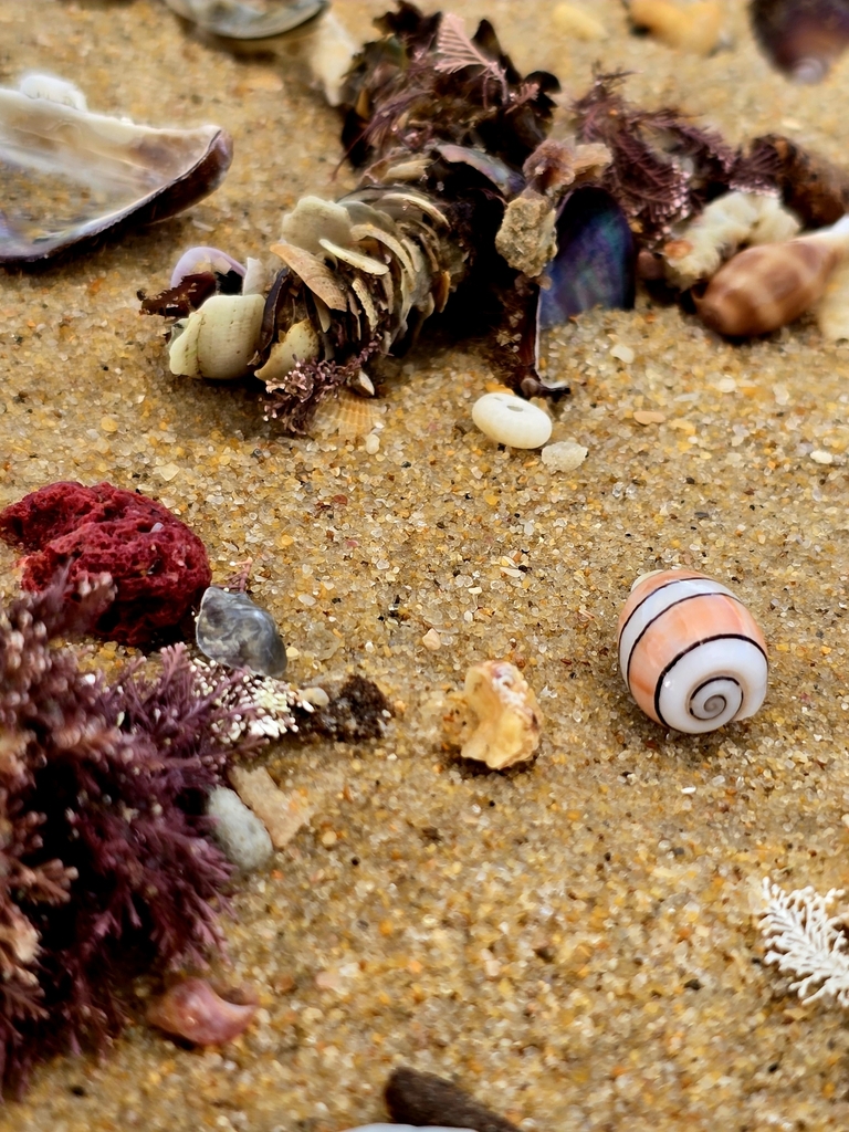 Pink Bubble Snail from Point Cartwright Lighthouse on May 30, 2024 by ...