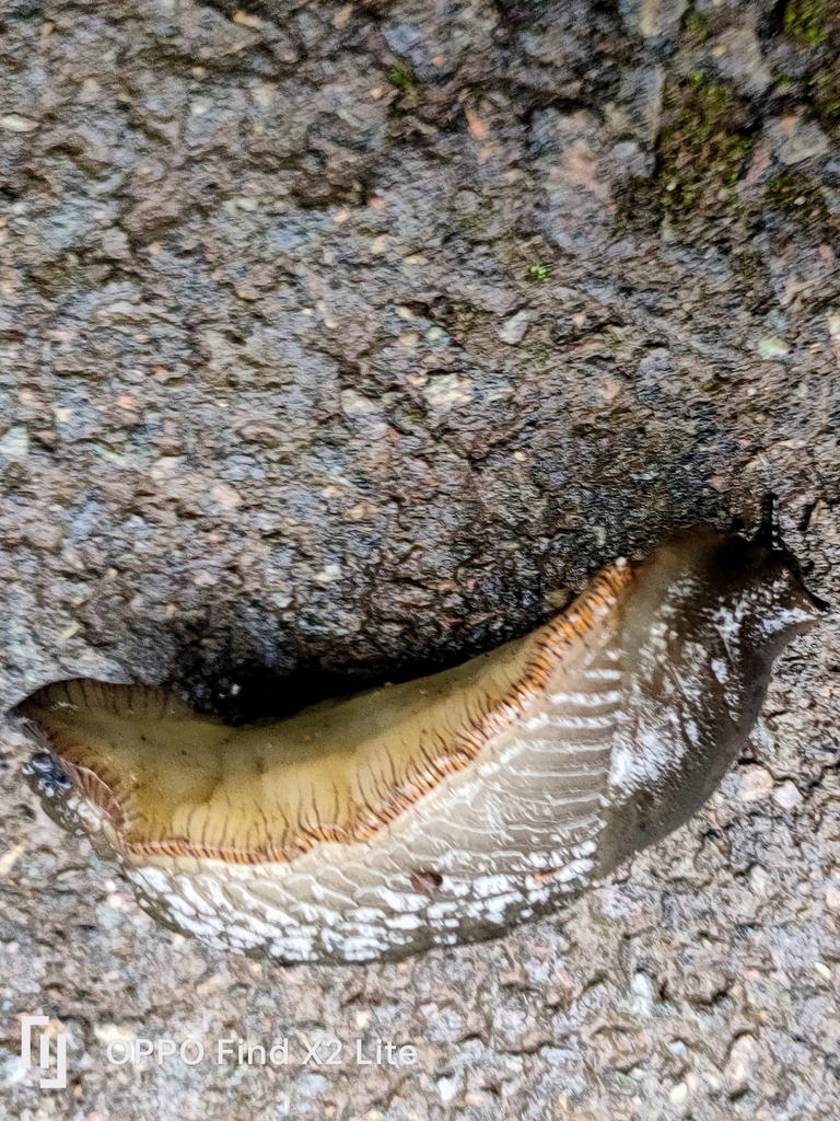 Black Slug from Leamington Spa CV32 4EU, UK on May 22, 2024 at 07:30 PM ...