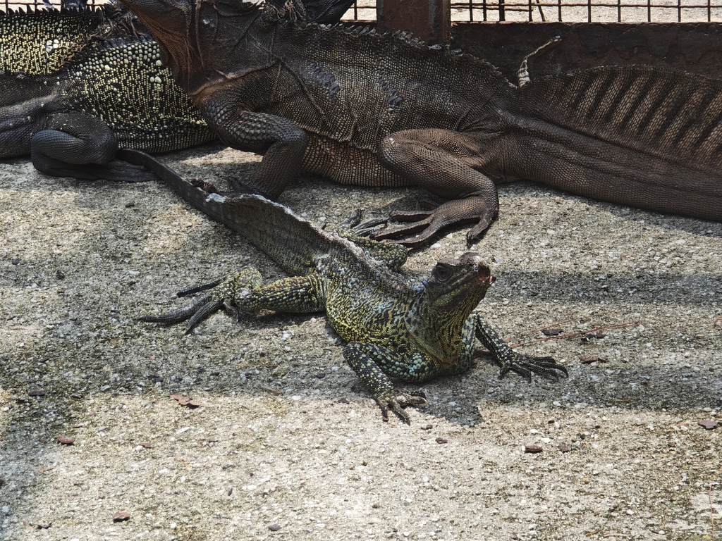 Amboina Sailfin Lizard from Yunnan, CN by 刘光裕 Liu Guangyu. 走私没收的 ...