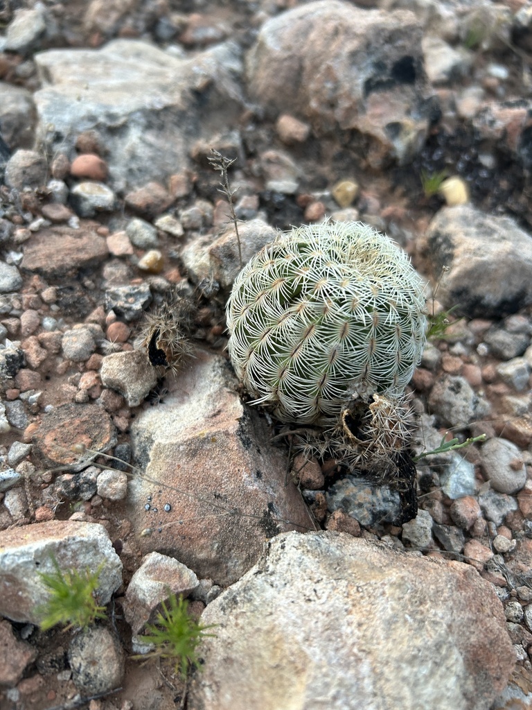 white lace cactus of Texas from Brownwood, TX, US on May 29, 2024 at 08 ...