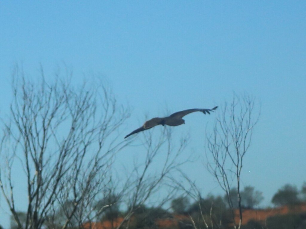 Wedge-tailed Eagle from MacLeod WA 6701, Australia on May 30, 2024 at ...