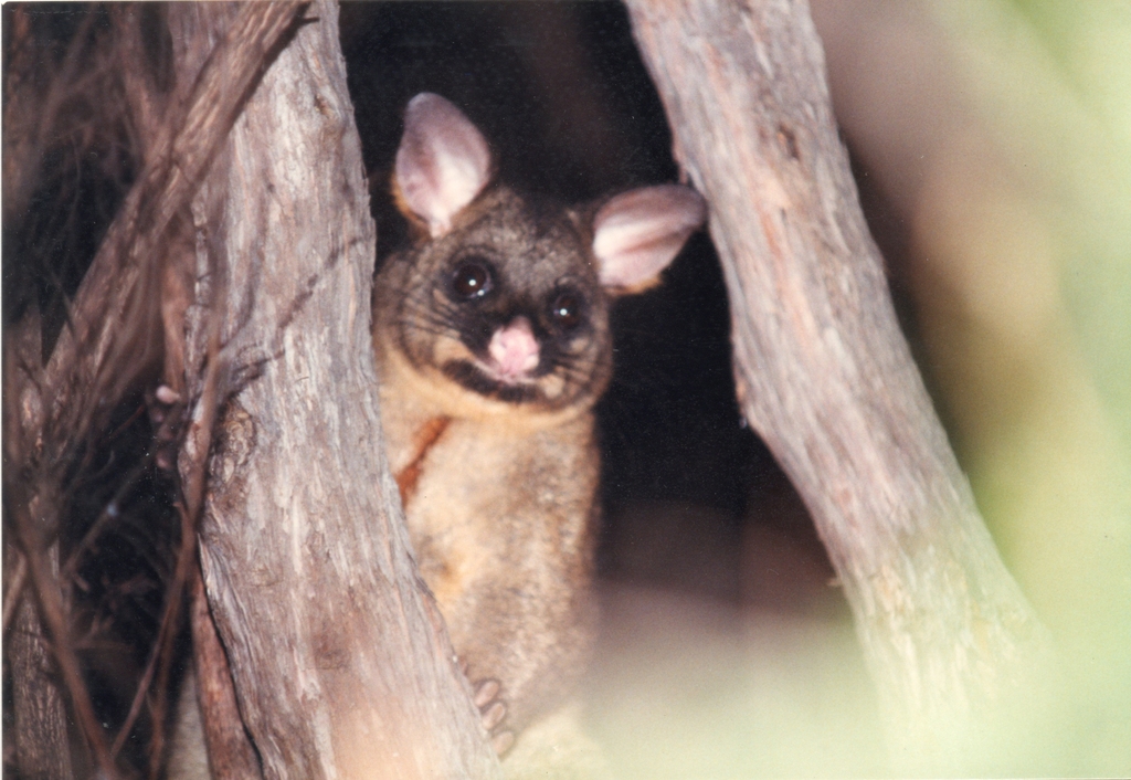 Common Brush-tailed Possum from Strahan TAS 7468, Australia on January ...