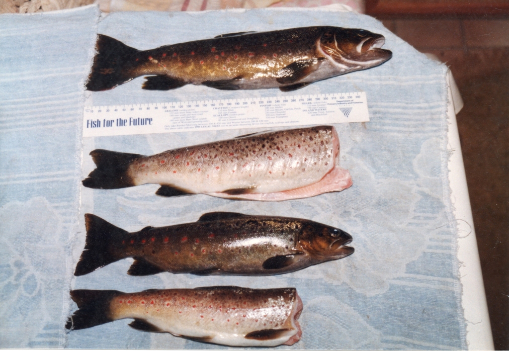Brown Trout from Nietta TAS 7315, Australia on January 30, 1998 by Roy ...
