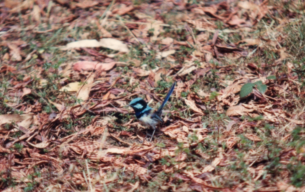 Superb Fairywren from 410 Spellmans Rd, Upper Castra TAS 7315 ...