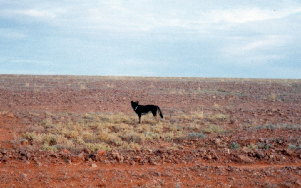 Domestic Dog from Durham QLD 4492, Australia on June 16, 1998 by Roy T ...