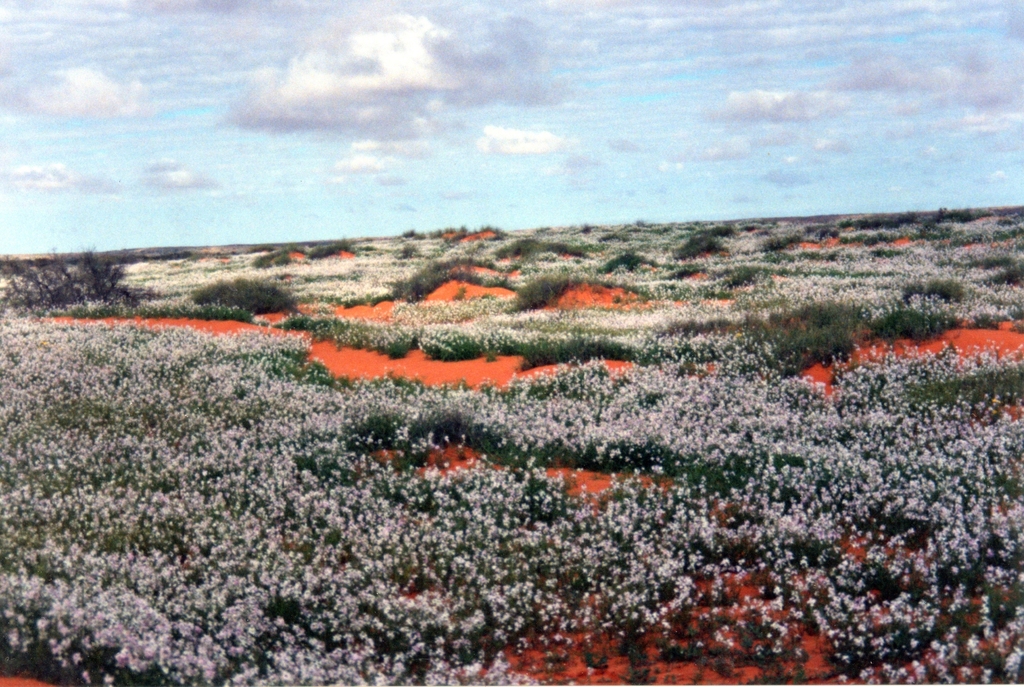 flowering plants from Simpson Desert SA 5734, Australia on June 21 ...