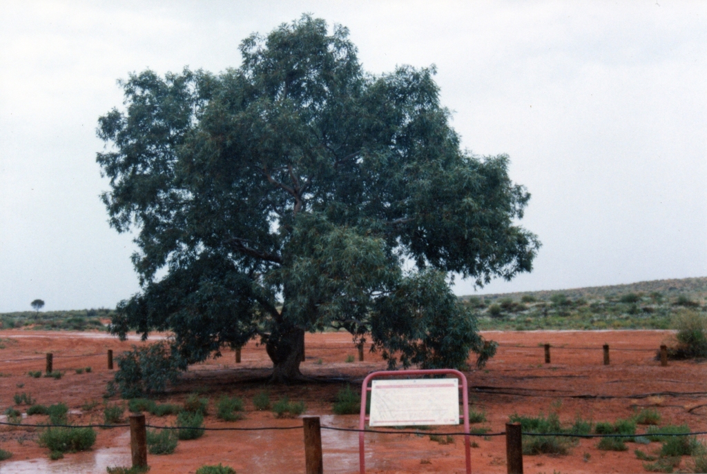 vascular plants from Simpson Desert SA 5734, Australia on June 20, 1998 ...