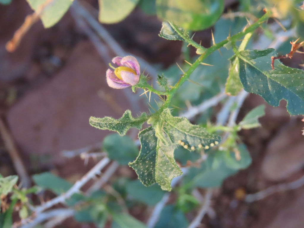 Red Poison-apple from Berseba, !Karas, Namibia on May 2, 2024 at 06:05 ...