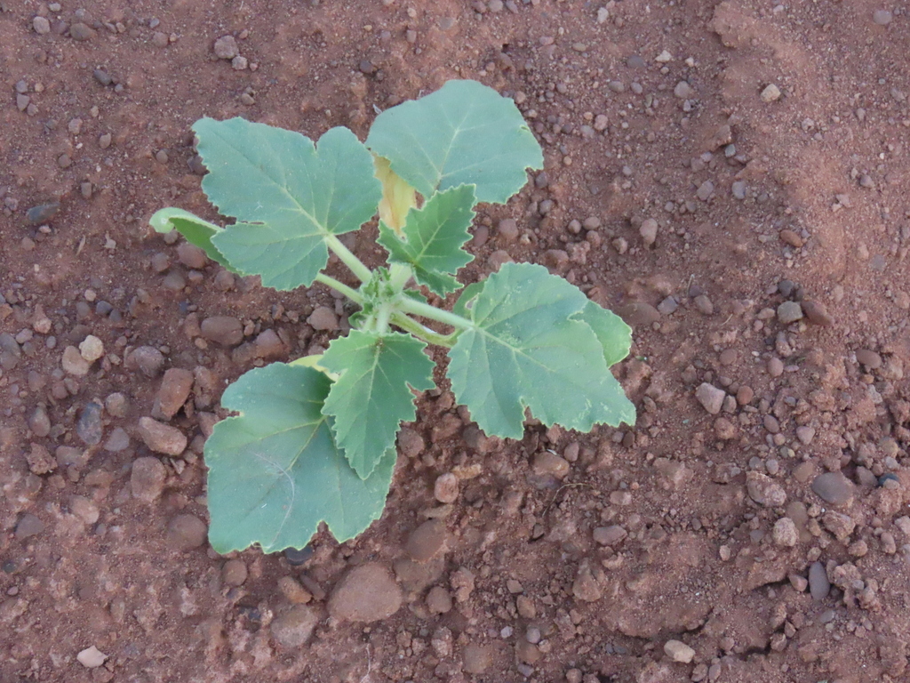 Sandpaper bush from Karas Region, Namibia on May 2, 2024 at 06:15 PM by ...