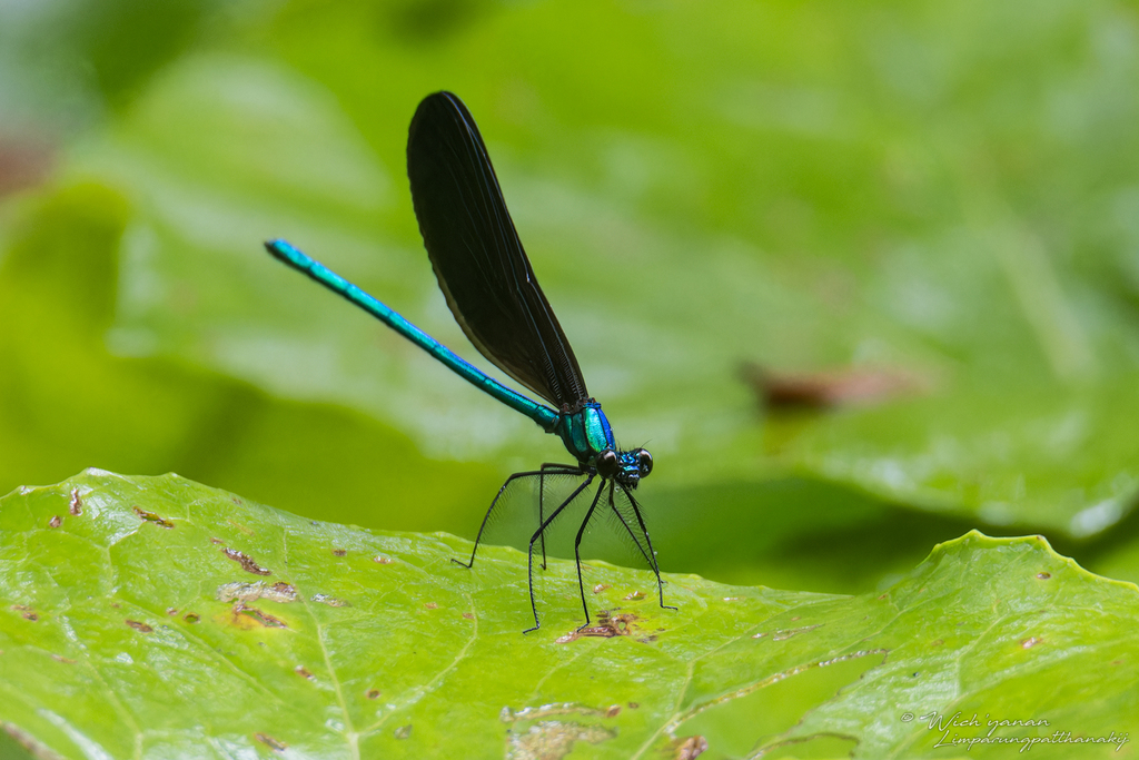 Matrona japonica in May 2024 by Wich’yanan (Jay) Limparungpatthanakij ...