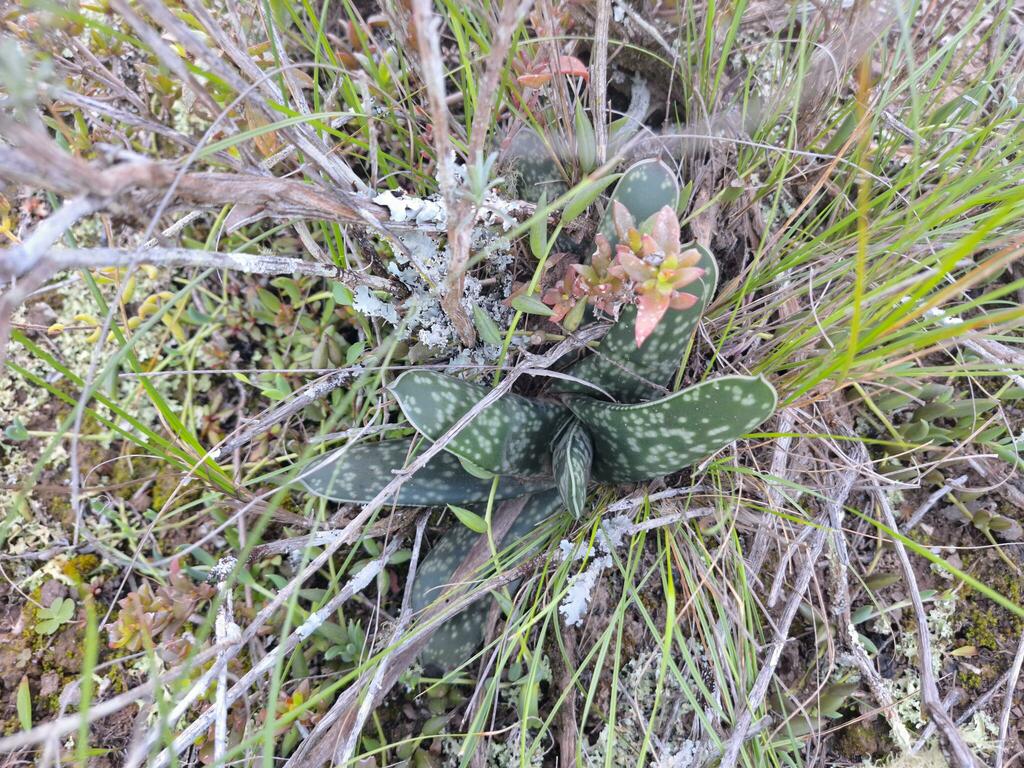 Common Thicket Oxtongue from Cacadu, Eastern Cape, South Africa on ...