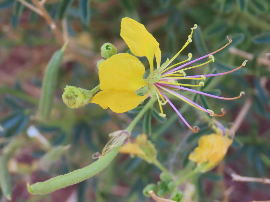 Cleome suffruticosa from Berseba, !Karas, Namibia on May 03, 2024 at 08 ...