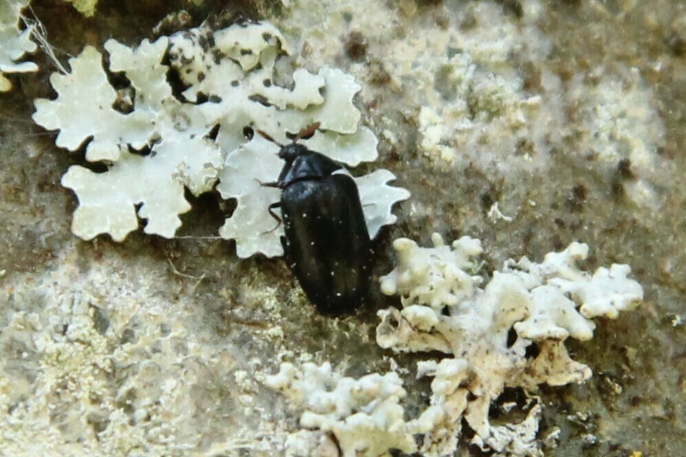 Ctesias serra from Ulleråker, Uppsala, Sverige on May 30, 2024 at 02:04 ...