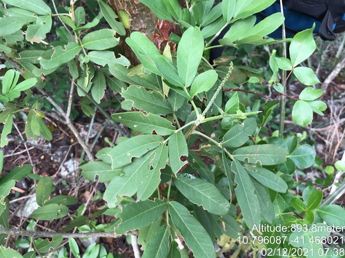 Pilocarpus trachylophus · iNaturalist Mexico