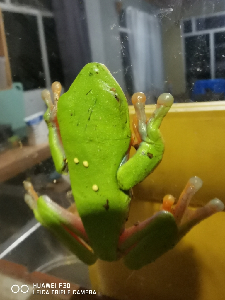 Blue-sided Tree Frog in May 2024 by magcent · iNaturalist