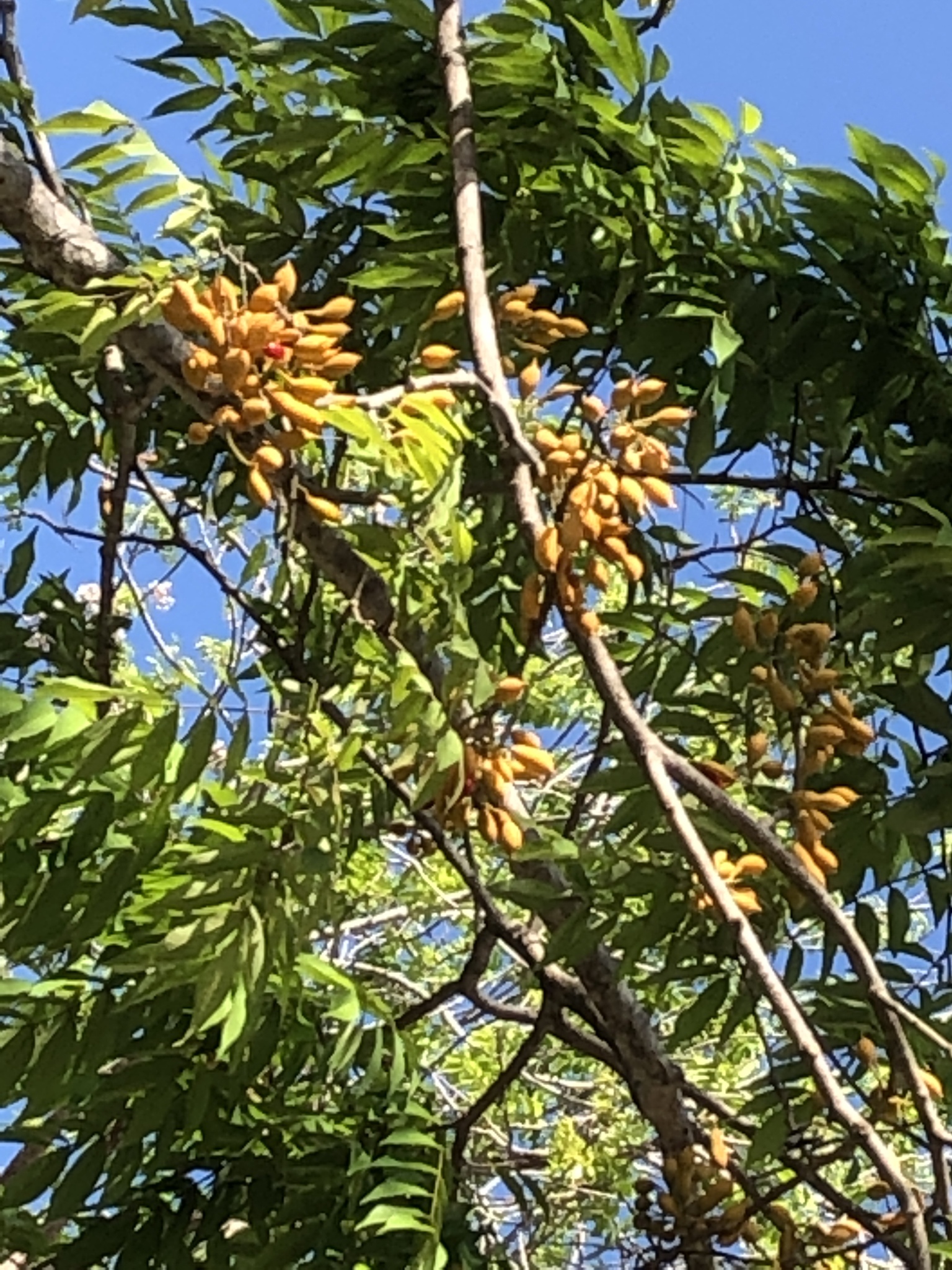 Swartzia cubensis (Britton & P.Wilson) Standl.
