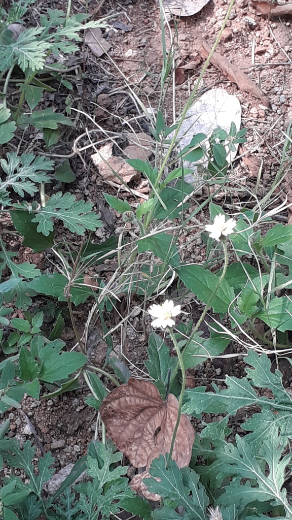 Tridax daisy from Ranga Reddy, IN-TG, IN on May 13, 2019 at 03:02 PM by ...