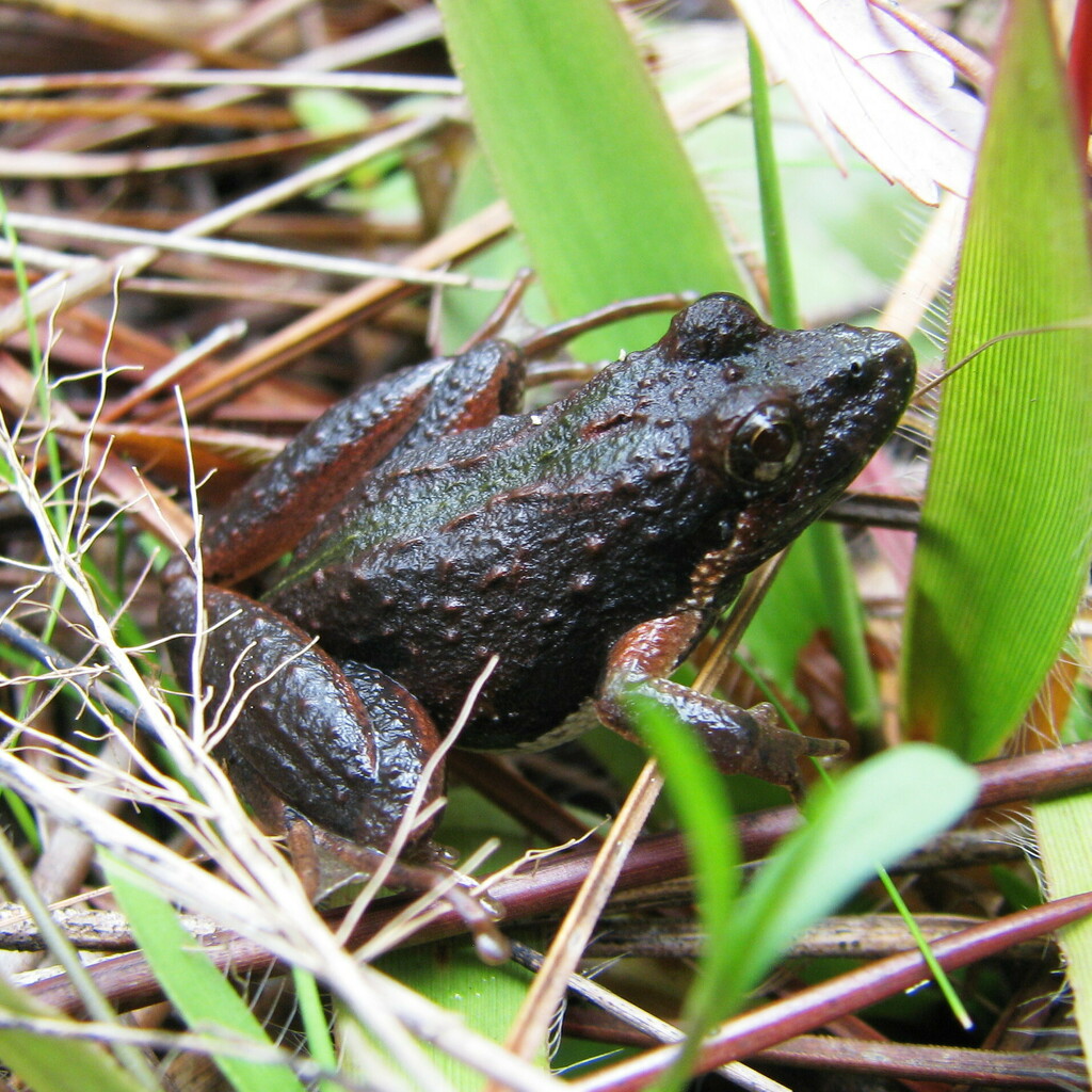 Southern Cricket Frog from Brunswick County, NC, USA on June 14, 2020 ...