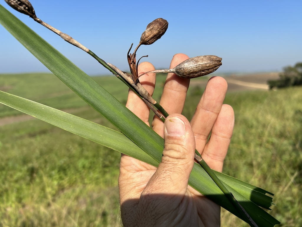 Small Fortnight Lily from Ugu District Municipality, South Africa on ...