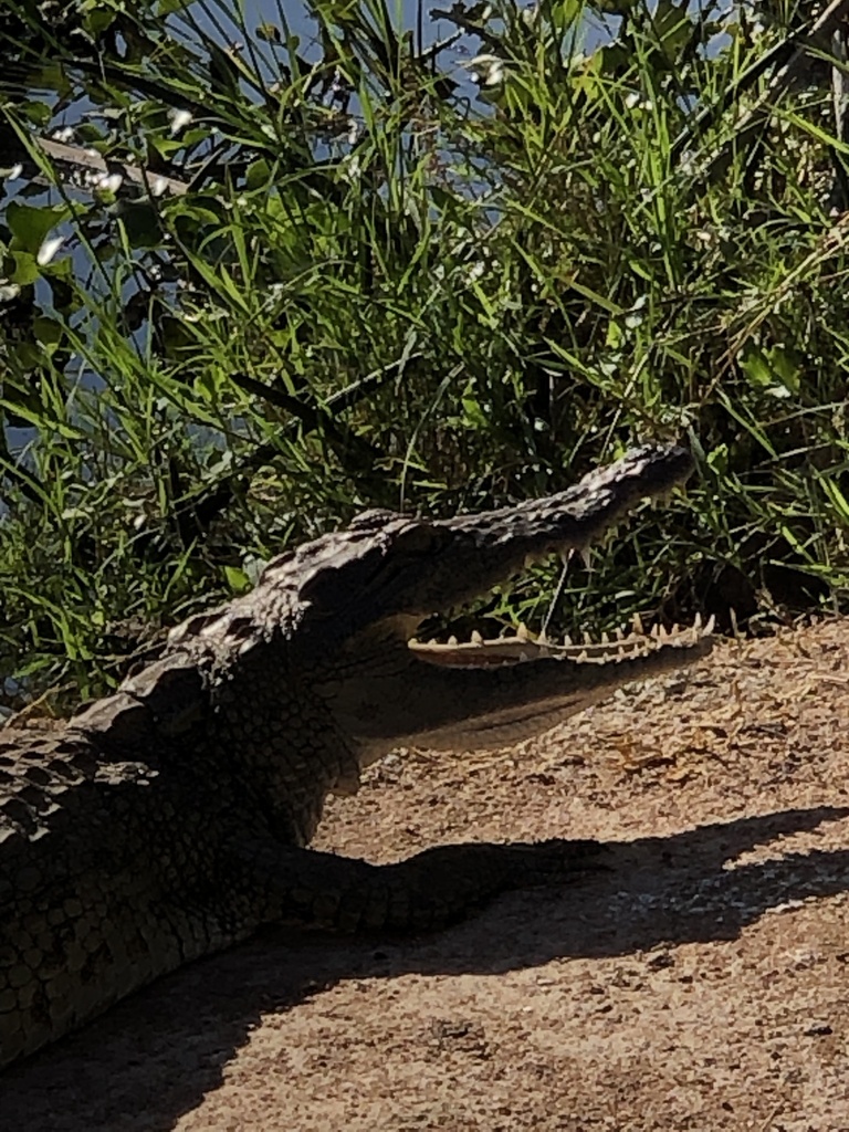Nile Crocodile from Akagera National Park, Kayonza, RW on May 12, 2024 ...