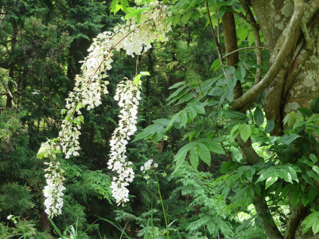 Japanese wisteria (Invasive) (Hot Springs National Park)#N# · iNaturalist