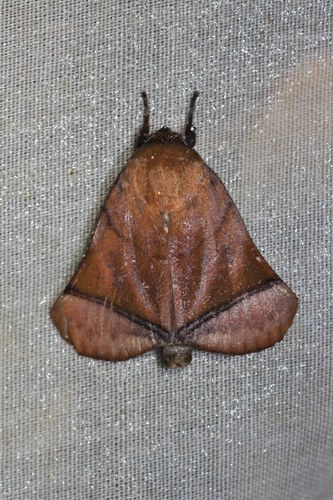 Bell Moths (Genus Diehlea) · iNaturalist