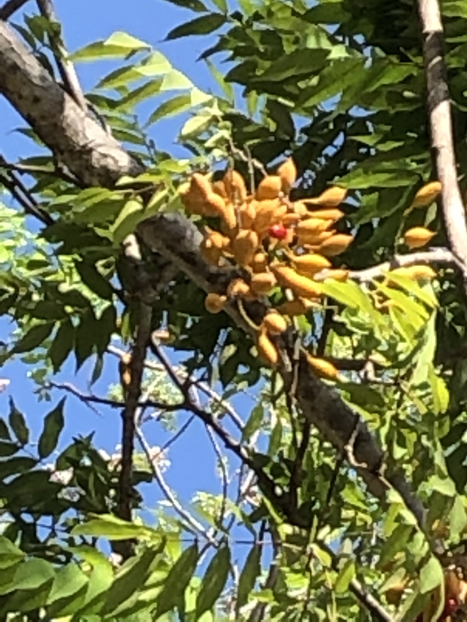 Swartzia cubensis (Britton & P.Wilson) Standl.