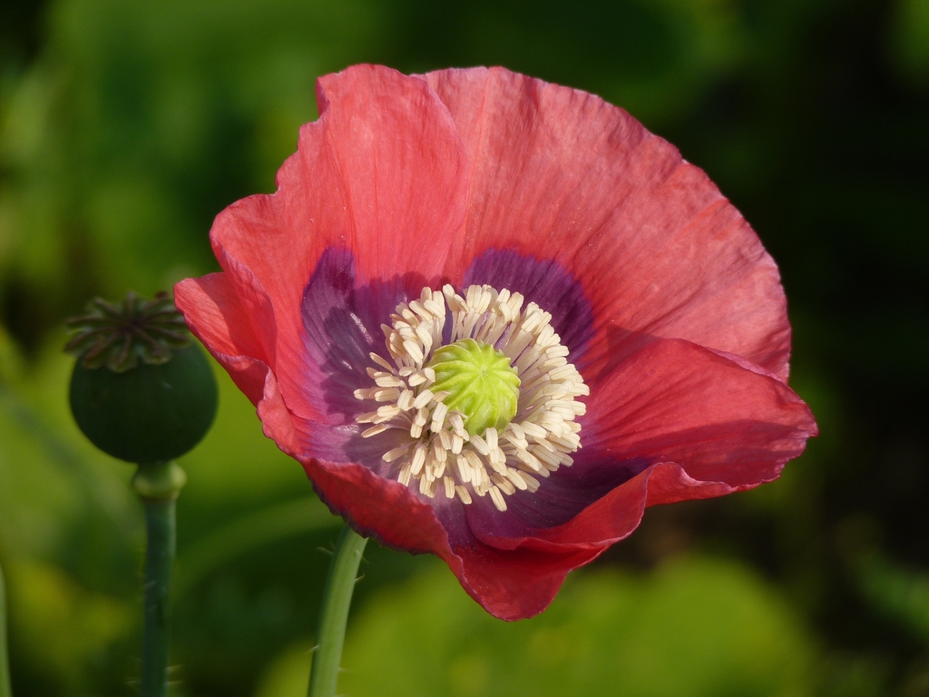 opium poppy from Battle, UK on September 2, 2011 at 03:19 AM by ...