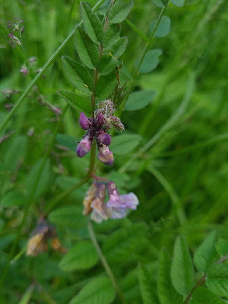 Bush Vetch from Lancashire, England, GB on May 30, 2024 at 02:54 PM by ...