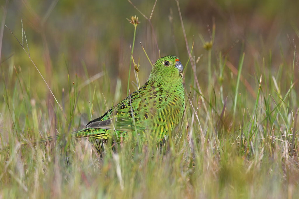 Eastern Ground Parrot in April 2024 by Nathan Ruser · iNaturalist