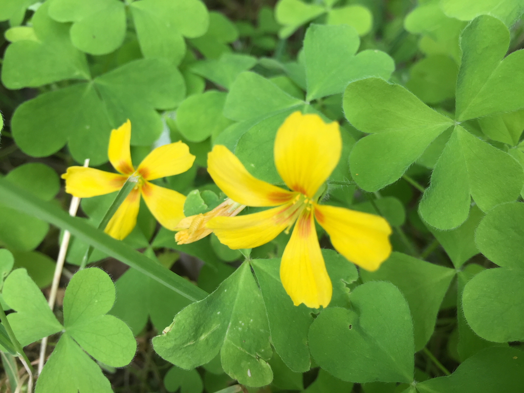 palmate-leaved Oxalis (Oxalis) - Botanical Realm