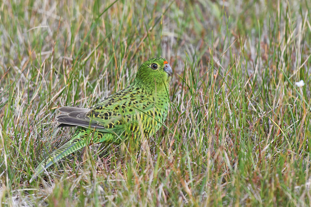 Eastern Ground Parrot in April 2024 by Nathan Ruser · iNaturalist