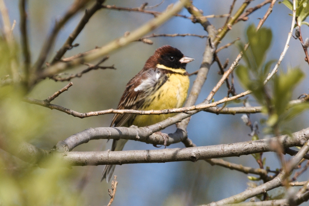 Yellow-breasted Bunting in May 2024 by Andrey Prohorov · iNaturalist